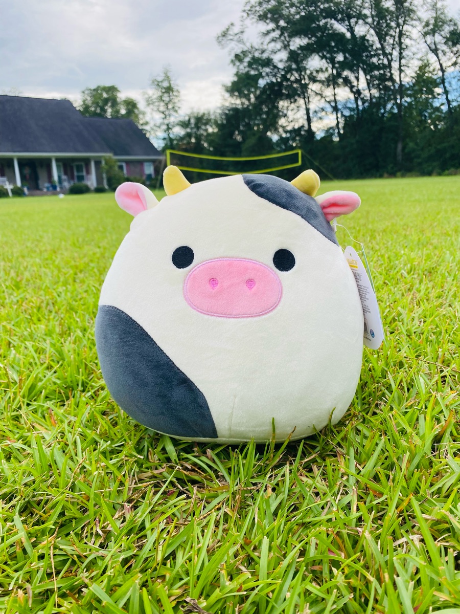 Connor the Cow Squishmallows Farm, Classic, Everyday Spring | SquadApp