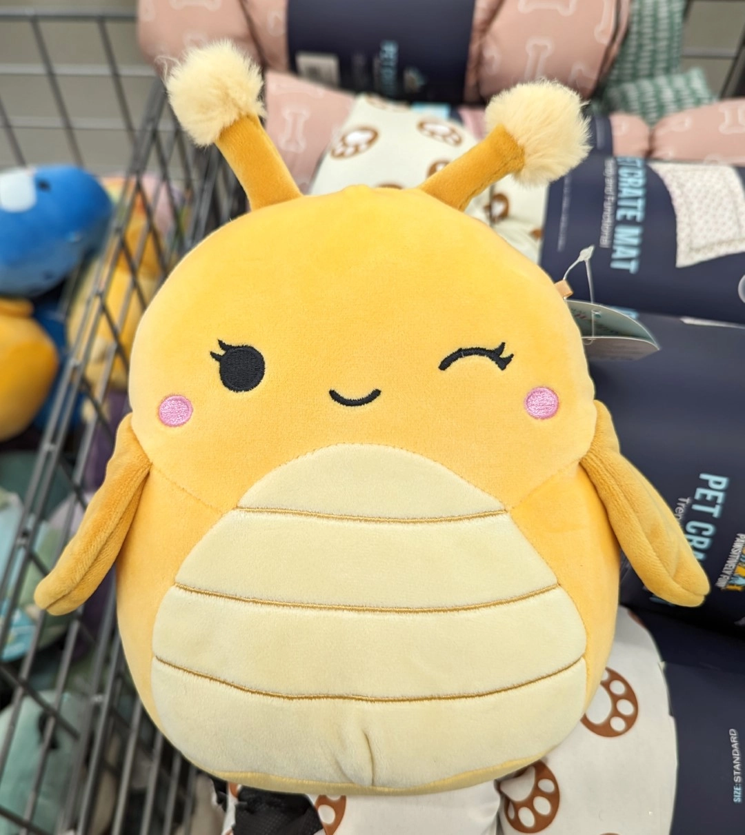 Greer the Grasshopper Squishmallows Cottagecore, 5B 11.19.23 | SquadApp